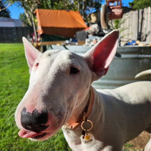 Custom Pet Tag for Dogs and Cats Personalized Weiner Hot Dog Tag Pet ID ...