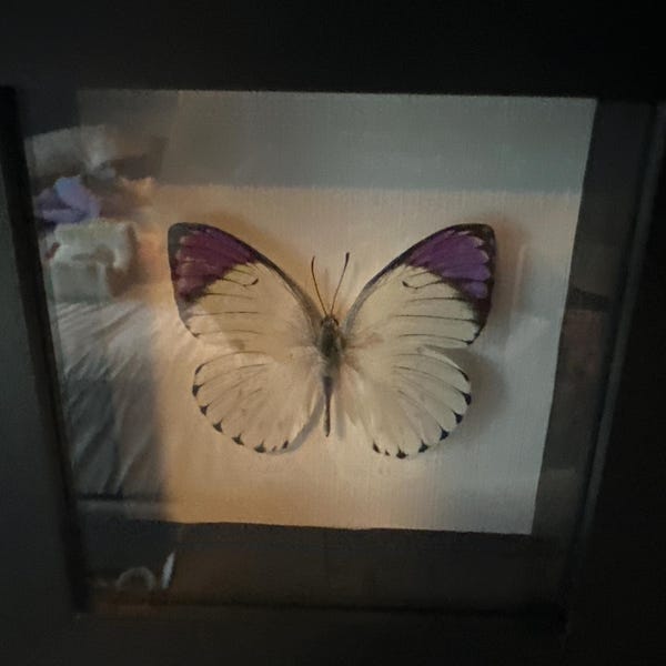 Real Pink Blushing Phantom Butterfly Framed Taxidermy Cithaerias Pireta ...