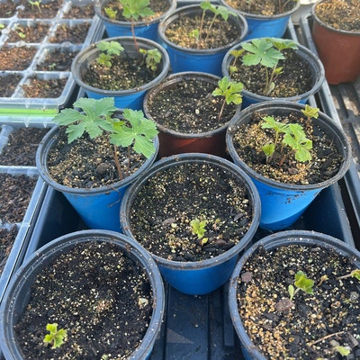 5 Wild Geraniums Plants Cranesbill Geranium Maculatum Organic Bare Root ...