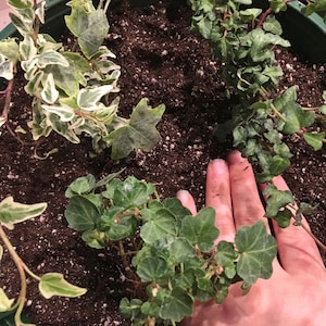 Miniature Abundance English Ivy 2.5 Pot Terrarium/fairy Garden/house ...