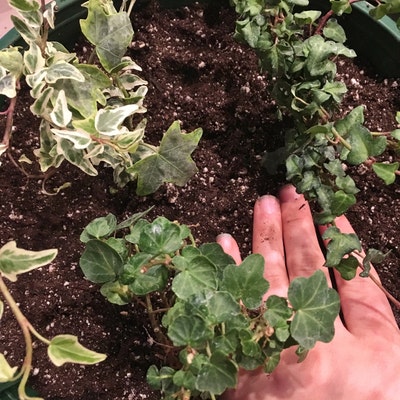 Miniature Abundance English Ivy 2.5 Pot Terrarium/fairy Garden/house ...