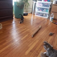 Cat Toys Made in USA Set of 3 Cardboard Cat Toys Round Balls for ...