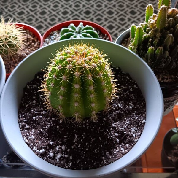 Echinopsis Candicans (argentine Giant) XXL Live Cactus Plant Rooted ...