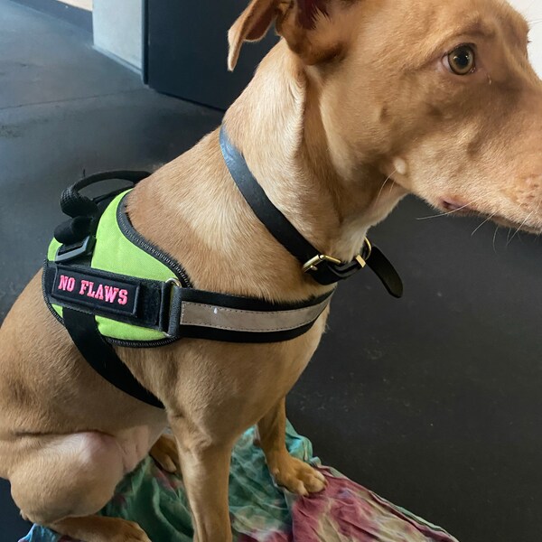 CUSTOM NAME M Dog Harness Embroidery Patch 110 X 30 Mm / 4.3'' X 1.2 ...