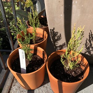 3 Giant Sequoia Trees California Redwood Potted 812 Tall Seedlings Free ...