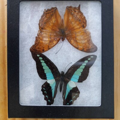 Papilio Dardanus FLYING HANDKERCHIEF BUTTERFLY Real - Etsy