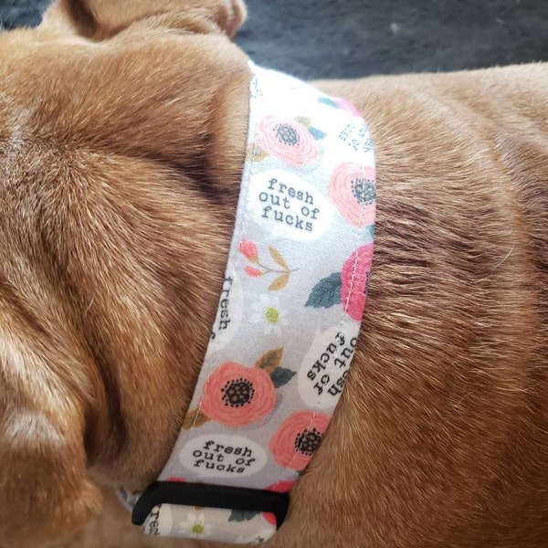 Dog Collar/fresh Out of Fus Dog Collar/ Flower Dog Collar/ Cussing Dog ...
