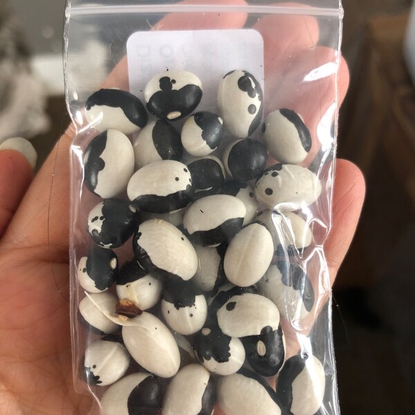 Orca Drying Beans Seeds Calypso Beans Phaseolus Vulgaris, Heirloom ...