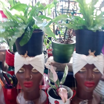 Variegated Burle Marx in 4 Pot - Etsy