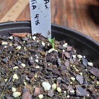 Black Magic Hybrid Tea Rose Seeds perennial authentic Seeds-flowers ...