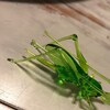 Grasshopper Glass Miniature, Migratory Locust Animals Glass, Hand Blown ...