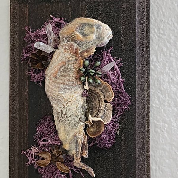 Freeze Dried Yak Feet for One Taxidermy Yak, Deer Antlers, Taxidermy ...