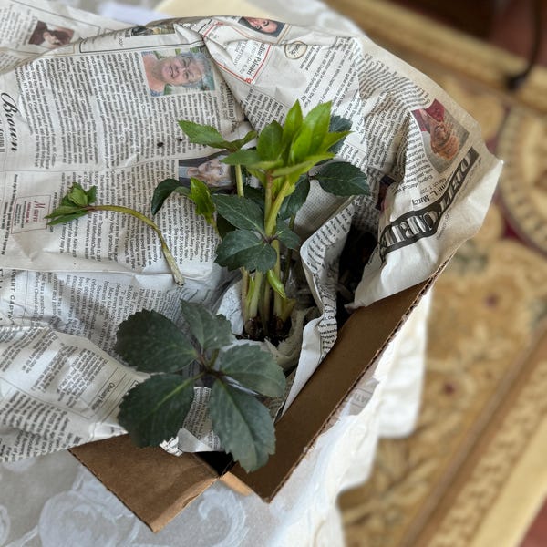 Lenten Rose Snow Love Rare Flowering Perennial Live Plant Lenten Rose ...