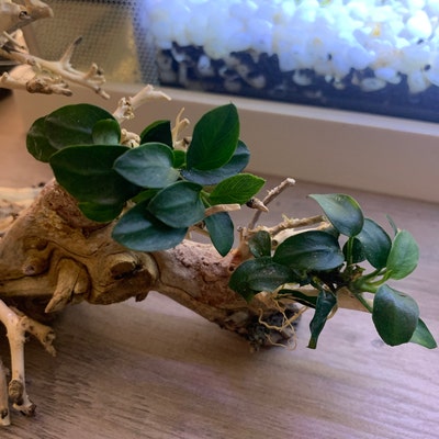 5 Anubias Nana Petite Plants Easy Live Aquarium Plant Anubias Rhizome
