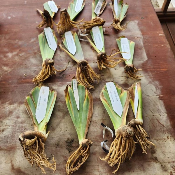 Juke Box Hero 2003 Tb - Etsy