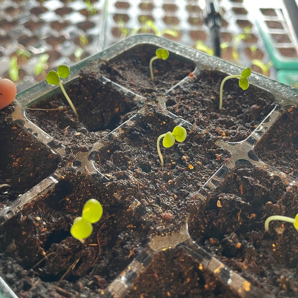 35 Katz Stock Mix Seeds - Etsy