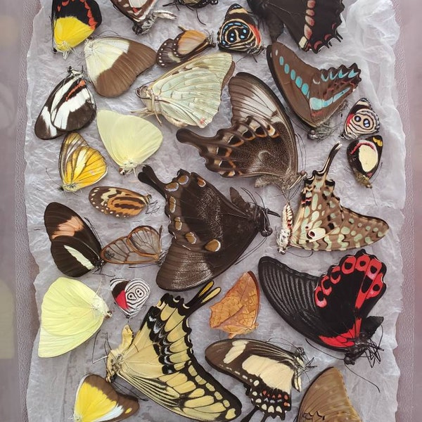 10-100 UNSPREAD RANDOM Butterflies Pack Lot Real Mixed Species Tropical ...