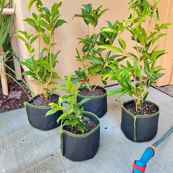 Fragrant Princess Dwarf Tea Olive 'kaori Hime' Osmanthus Live Plant 1 ...