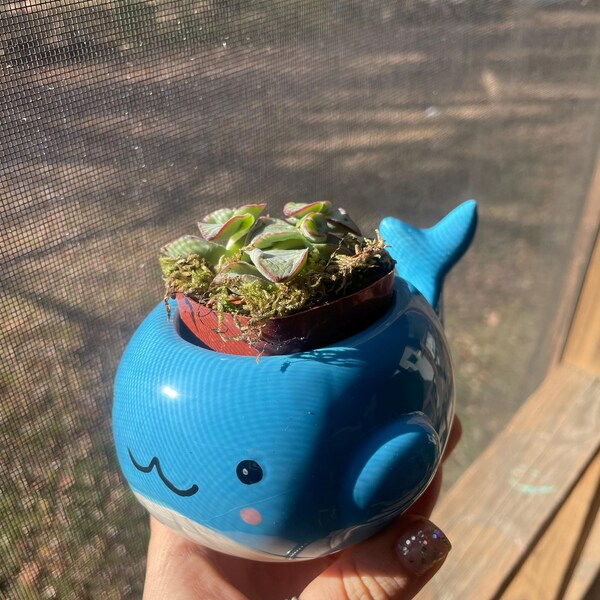 Sea Turtle Planter With Airplant, Ceramic Planter, Pot With Air Plant ...