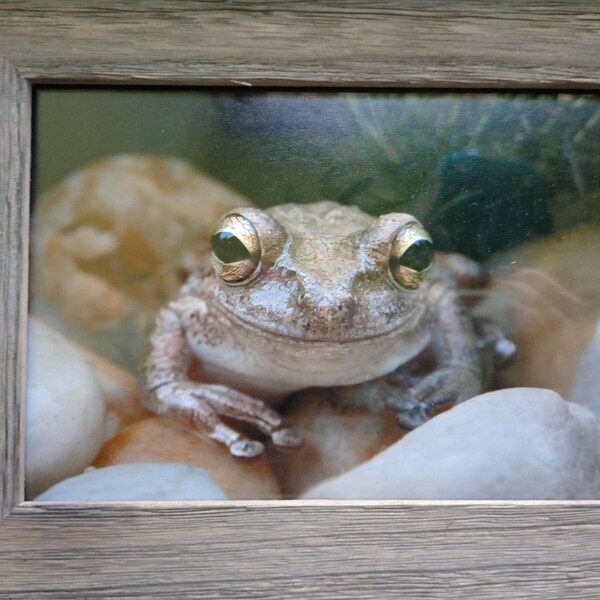 American Alligator at Six Mile Cypress Slough Preserve: Reptile Decor ...