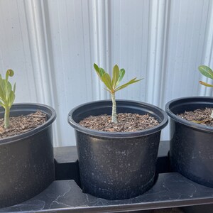 1 Grafted Doubleblack Purple Adenium - Etsy