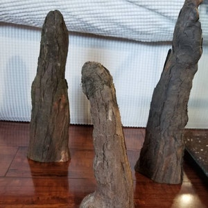 Cypress Knees - Etsy