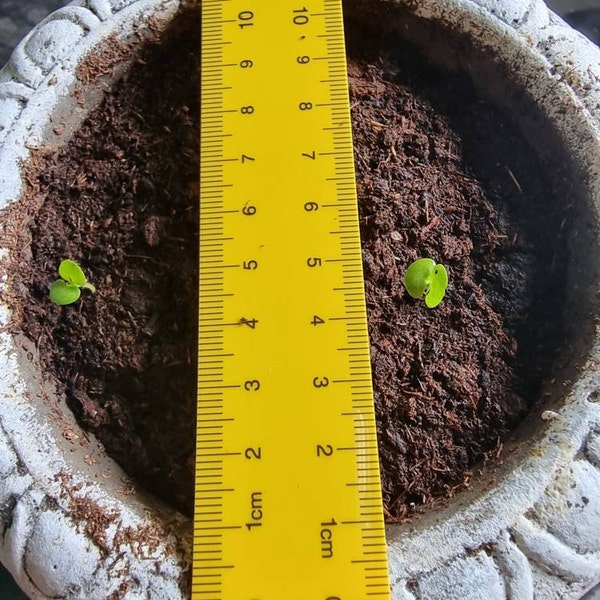 Japanese Radiata White Egret Orchid Flower 50pcs Seeds...5422 - Etsy