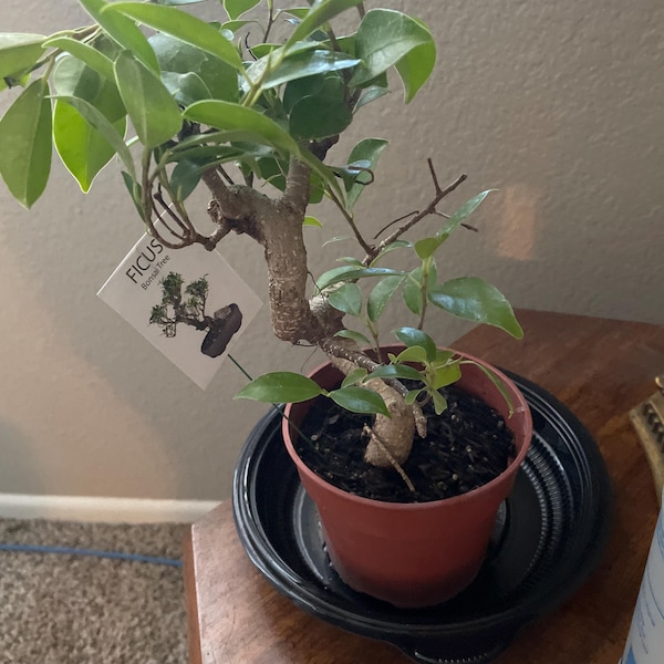 15cm Ficus Tree in Plastic Grower Pot - Etsy