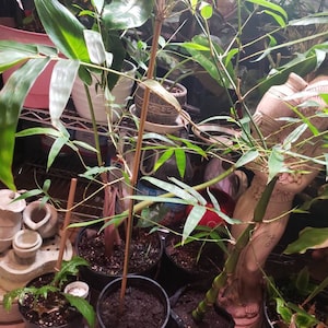 Bambusa lady Finger Clumping Non-invasive Bamboo Plant - Etsy