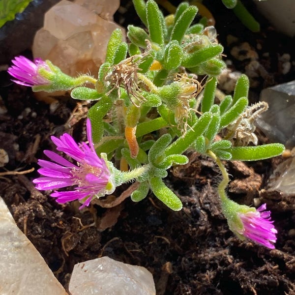 Beautiful Succulent: Dicrocaulon Ramulosum (l.bolus) Ihlenf Purple ...