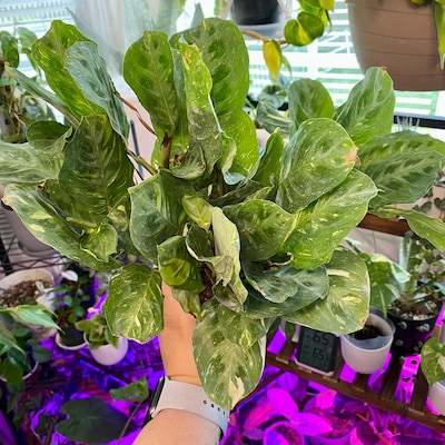 Variegated Maranta Beauty Kim 4 Pot ALL PLANTS Require You to Purchase ...