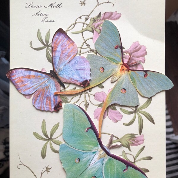Realistic Paper Luna Moth, Double-sided, Faux Butterfly Papercut Craft ...