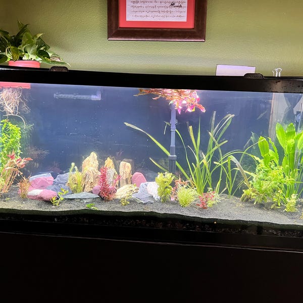 1 Bucephalandra Micro! Live Aquarium Plants! Free S/h Live Aquatic ...