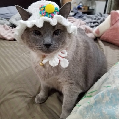Flower Sun Hat 2 Different Styles Purple and White cat Accessories ...