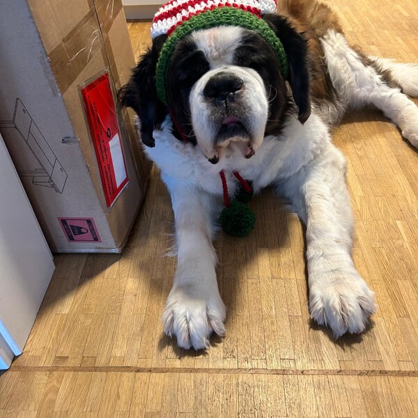 Devil Dog Costume, Devil Horns for Large Breed Dogs, Red Devil Dog Hat ...