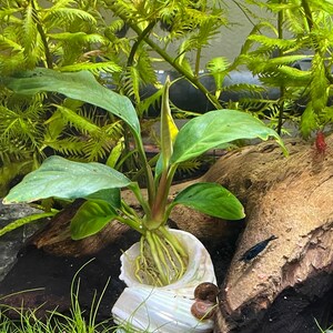 5 Anubias Nana Petite Plants Easy Live Aquarium Plant Anubias Rhizome