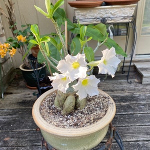 Rare Adenium Obesum Arabicum, Beautiful White Flowers Fat Caudex ...