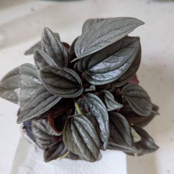 Peperomia Pearl Plant in 4” Pot – Live Rare Houseplant With Variegated ...