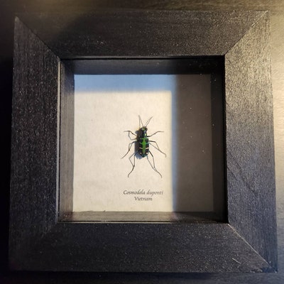 Rare Pink Form Gaudy Commodore Butterfly Framed Taxidermy Precis ...