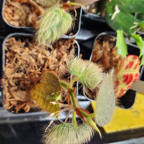 Nymphaea "sunfire" Water Lily (sprouted Tuber - Rhizome) / Pink Water ...