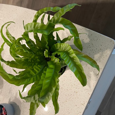 Variegated Mini Jade Bonsai Start Portulacaria Afra Grown in an 8 Pot ...