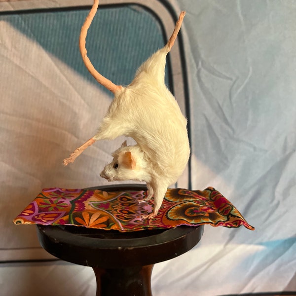 Yoga Mouse - Pincha Mayurasana - Etsy