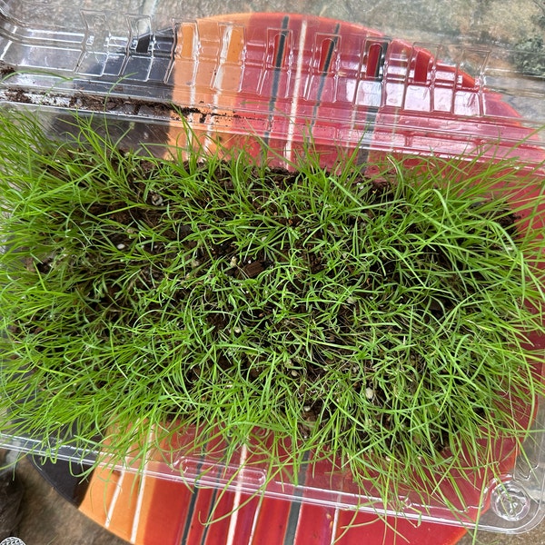 Blackjack II (maya) Bermuda Grass Seed - Etsy