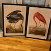 Pink Flamingo Vintage Art Print, Birds of America Decor, Antique Bird ...