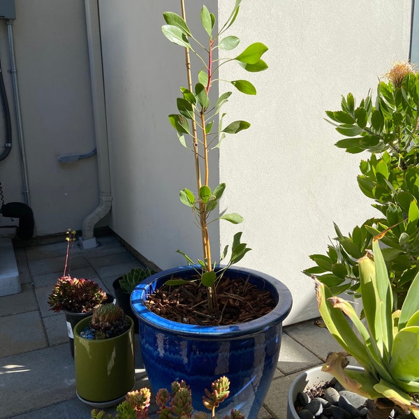 ONE Leucospermum Tango Pincushion 5gal Potted Plant Protea South Africa ...