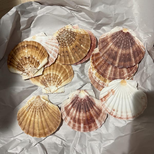 Irish Flat Scallops Shells: 4-6.25