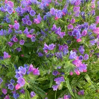 Tumbling Ted SOAPWORT SAPONARIA OCYMOIDES 700 Seeds - Etsy UK