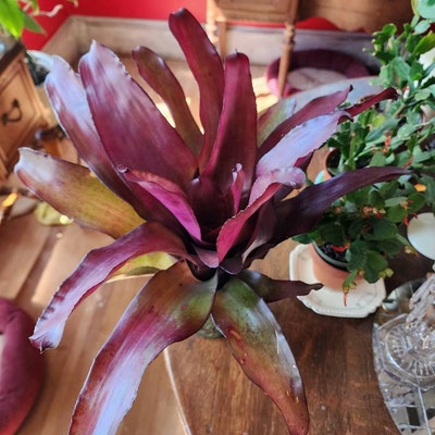 Bromeliad Neoregelia 'magali' - Etsy