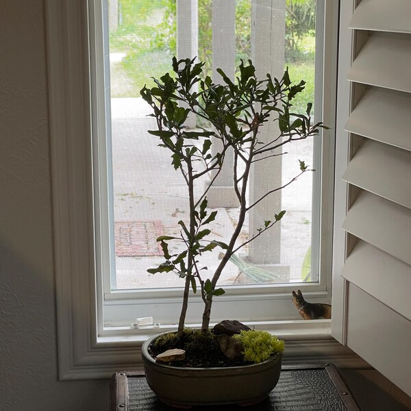 Japanese Wisteria Pre Bonsai Tree bridge to Nature Collection From Cute ...