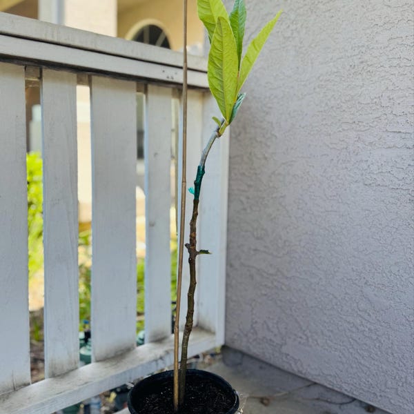 Fuchsia Voodoo 1 Live Plant Ship in 6" Pot - Etsy